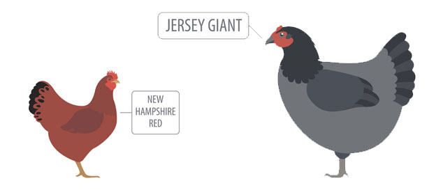 Blue Jersey Giant - Koops Coops