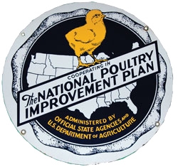 NPIP Certified Hens Clean and Healthy - Koops Coops