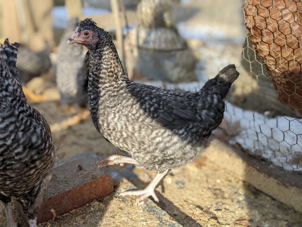 Olive Egger - Koops Coops