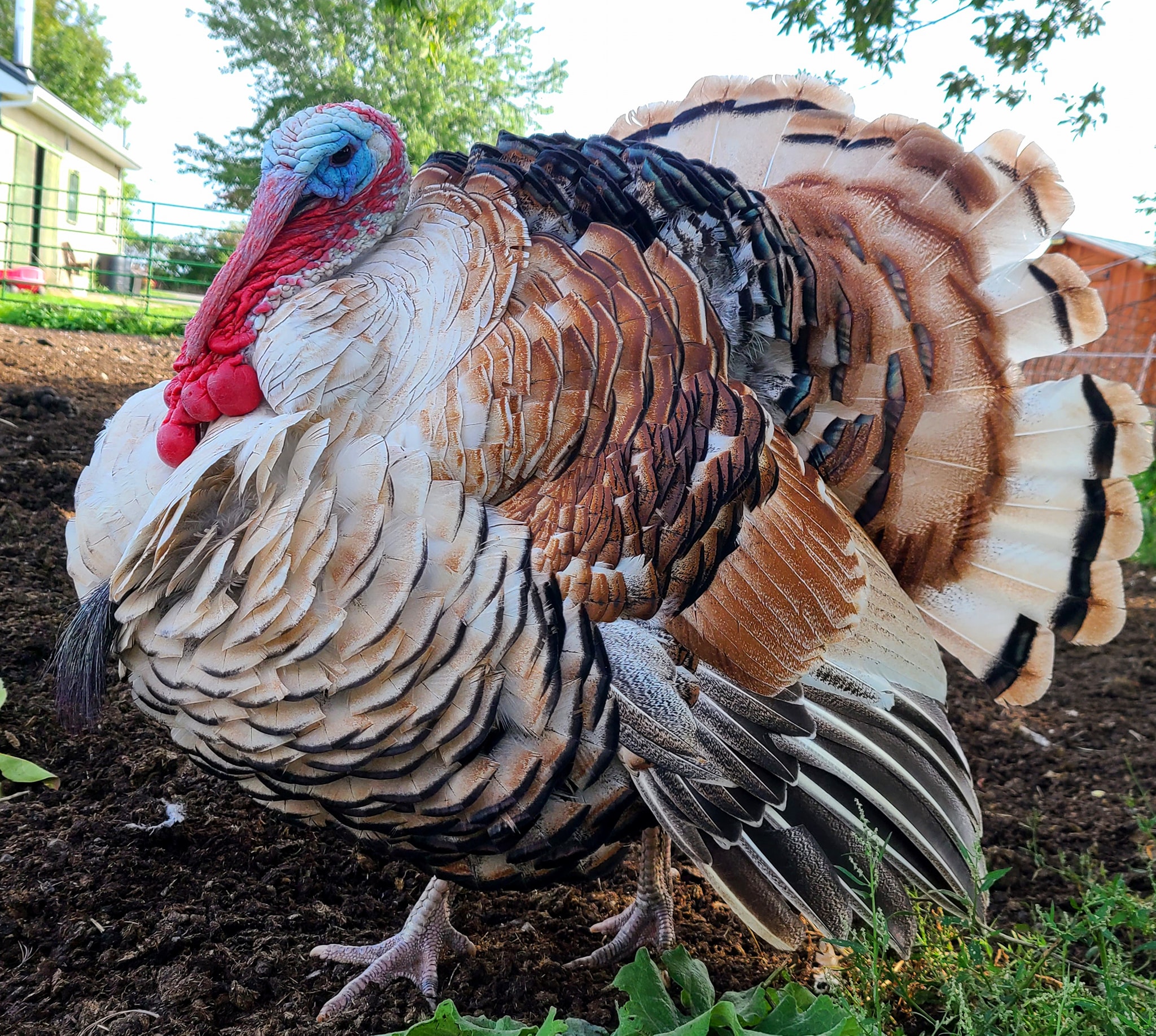 Sweetgrass Turkey - Koops Coops