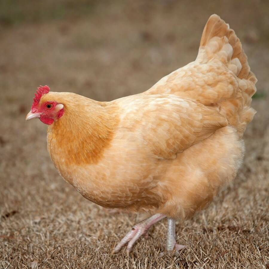 Buff Orpington - Koops Coops