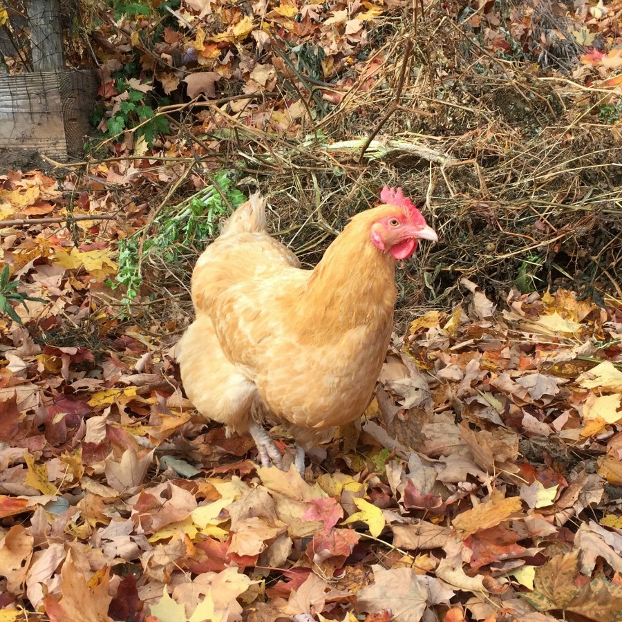 Buff Orpington - Koops Coops