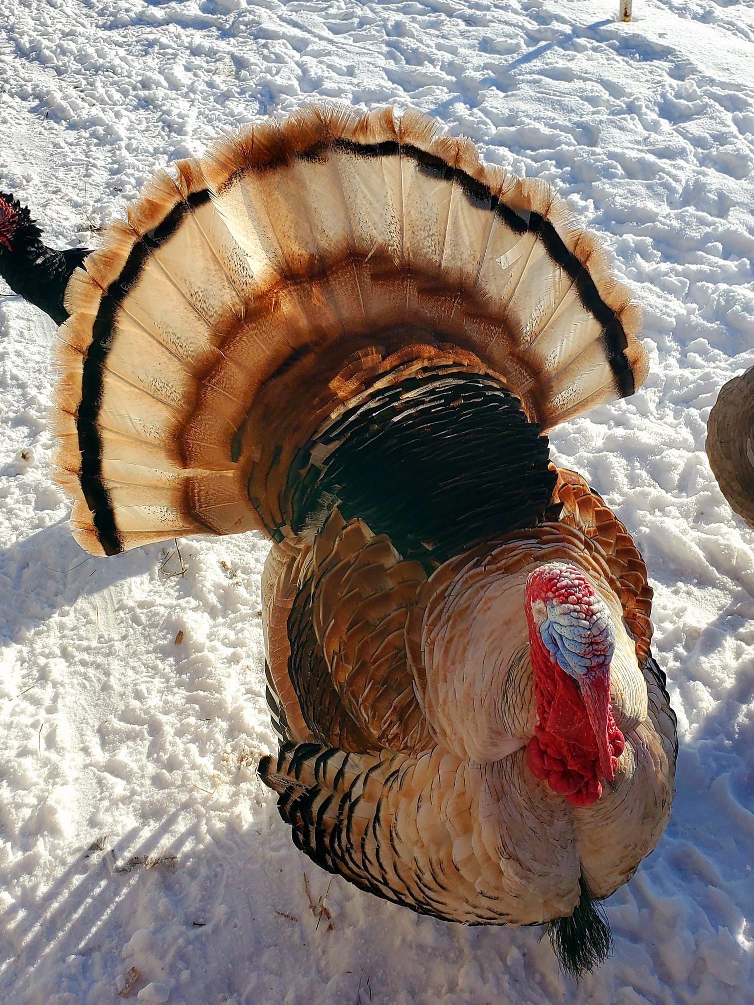 Sweetgrass Turkey - Koops Coops