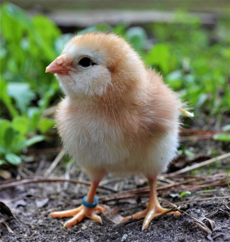 Russian Orloff - Koops Coops