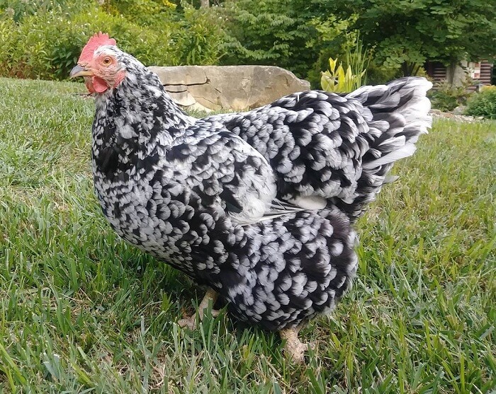 Mottled Java - Koops Coops