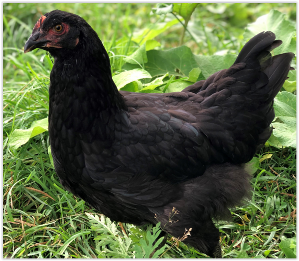 Midnight Majesty Maran aka Mystic Maran - Koops Coops