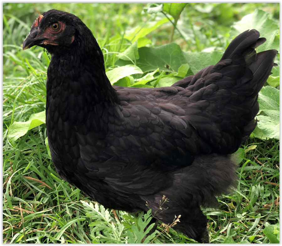 Midnight Majesty Maran aka Mystic Maran - Koops Coops