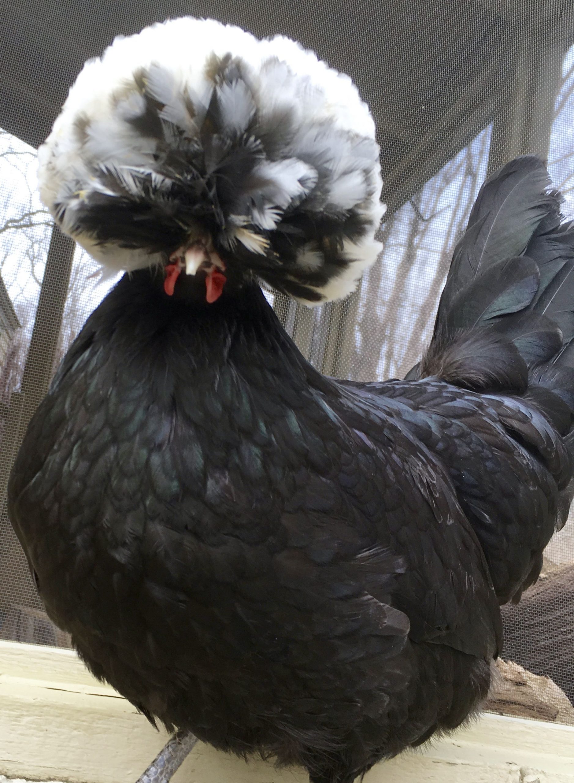 Black Crested White Polish Chicken