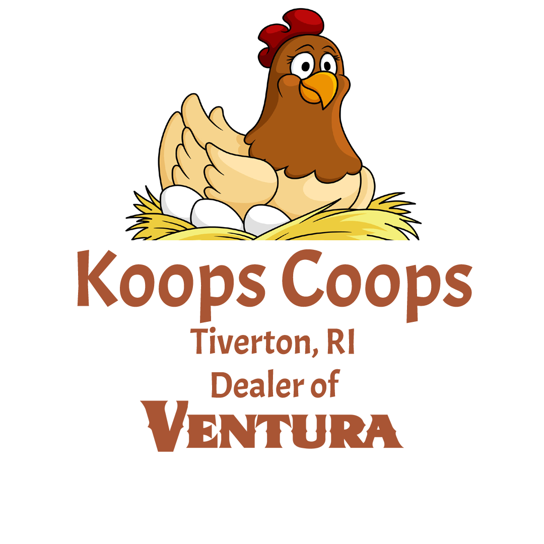 Different Way to Buy Healthy Chicken Hens - Koops Coops