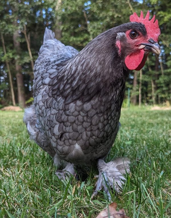 Maran - Blue Copper - Koops Coops