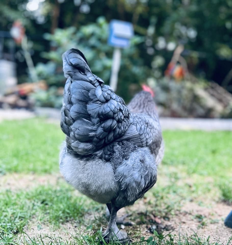 Maran - Blue Copper - Koops Coops