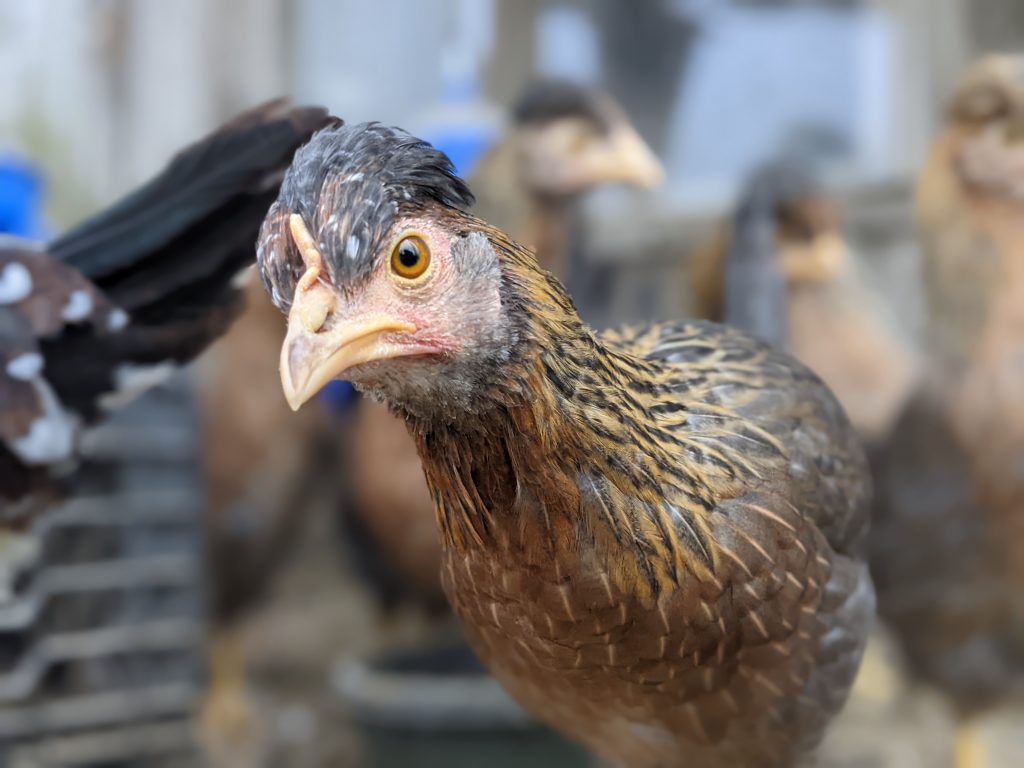 Cream Legbar - Koops Coops