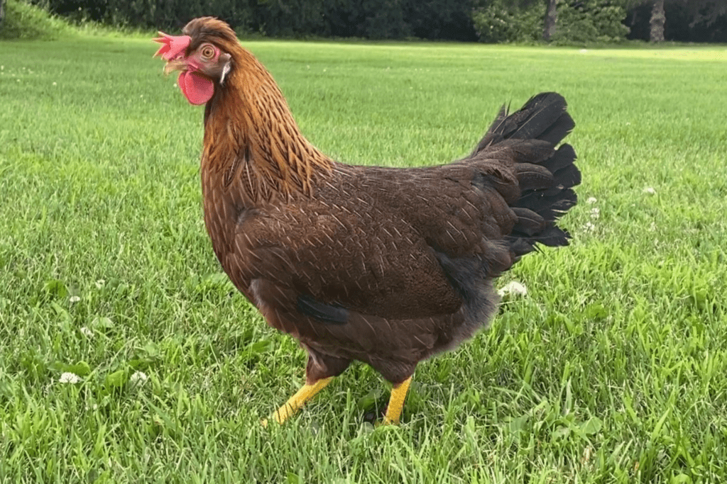 Olive Egger - Koops Coops