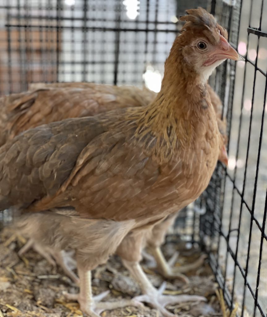 Olive Egger - Koops Coops