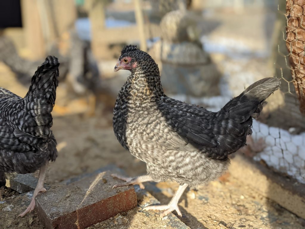 Olive Egger - Koops Coops