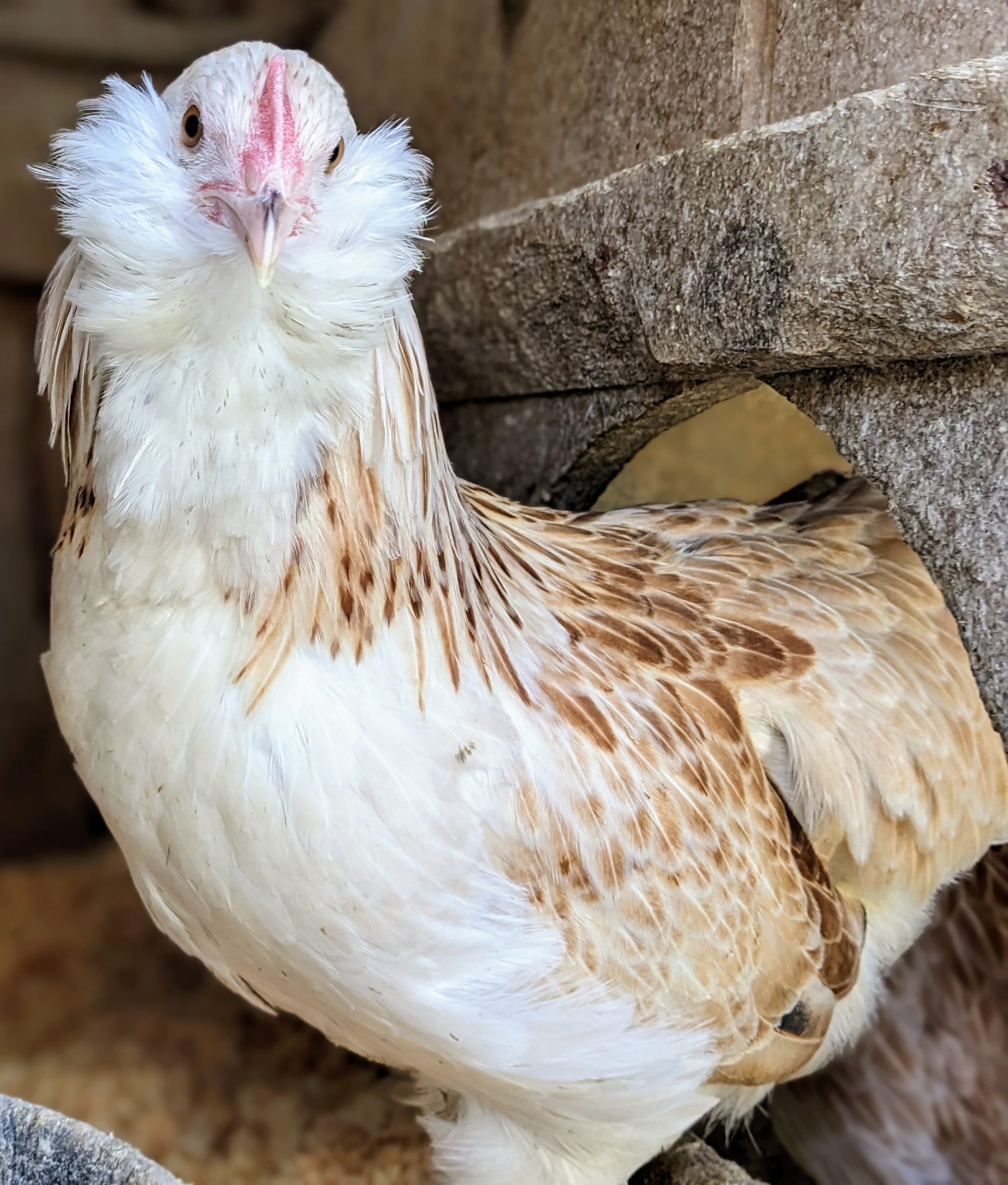 Salmon Faverolle - Koops Coops