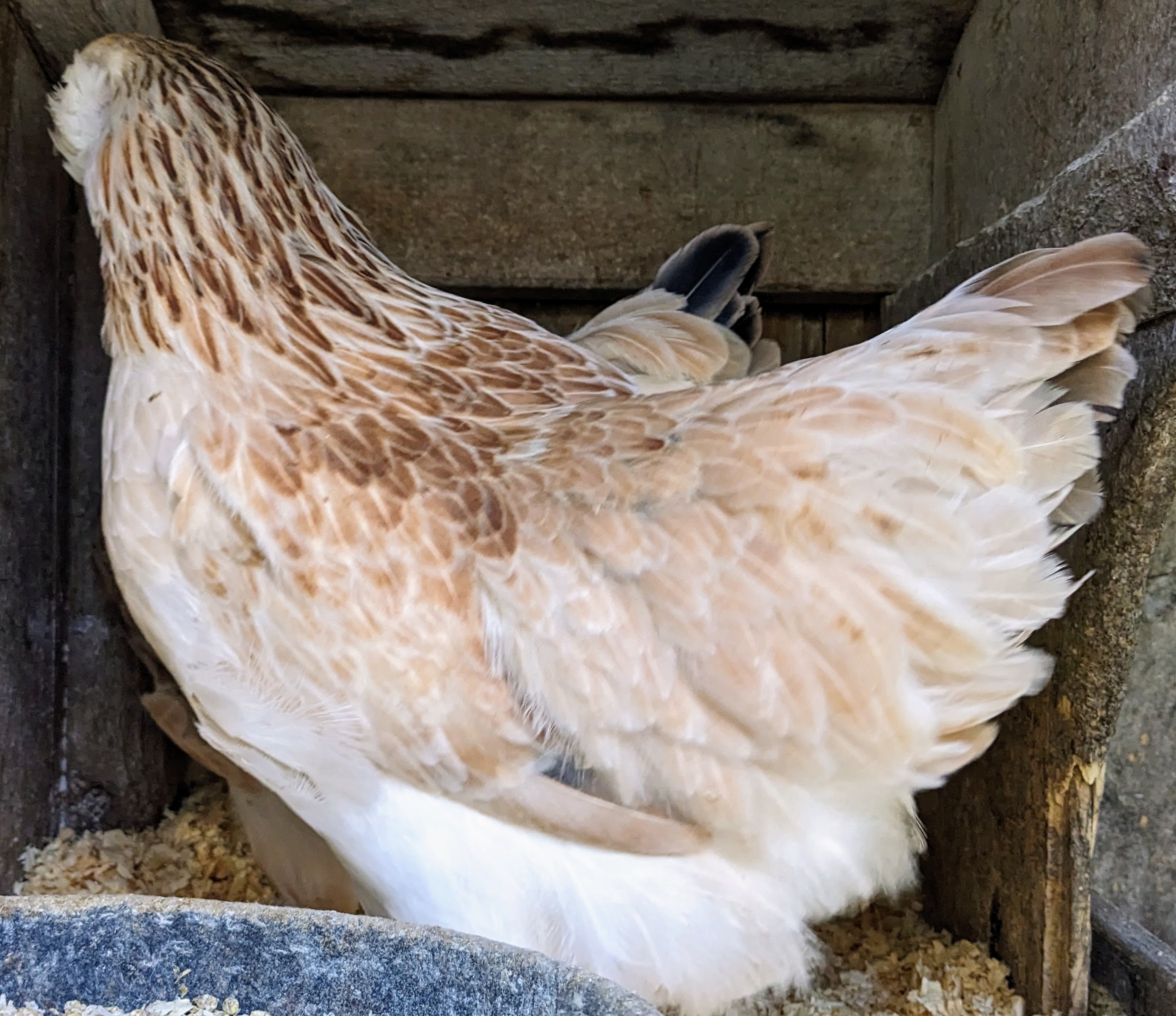 Salmon Faverolle - Koops Coops