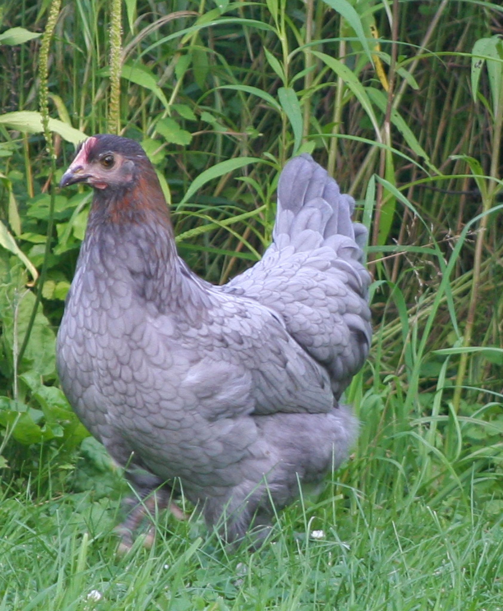 Blue Copper Maran - Koops Coops