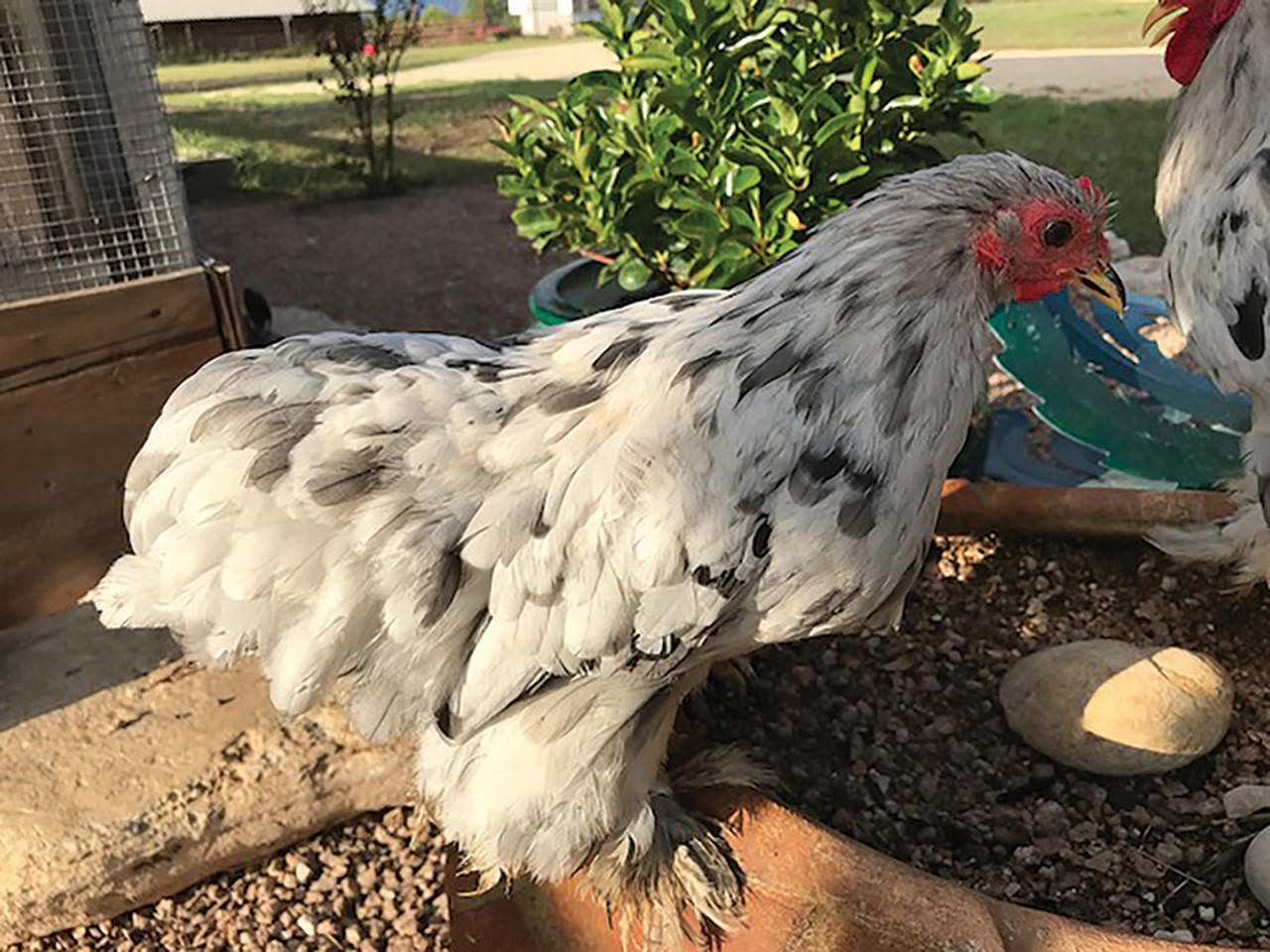 Assorted Cochin Bantam Chicks - Koops Coops