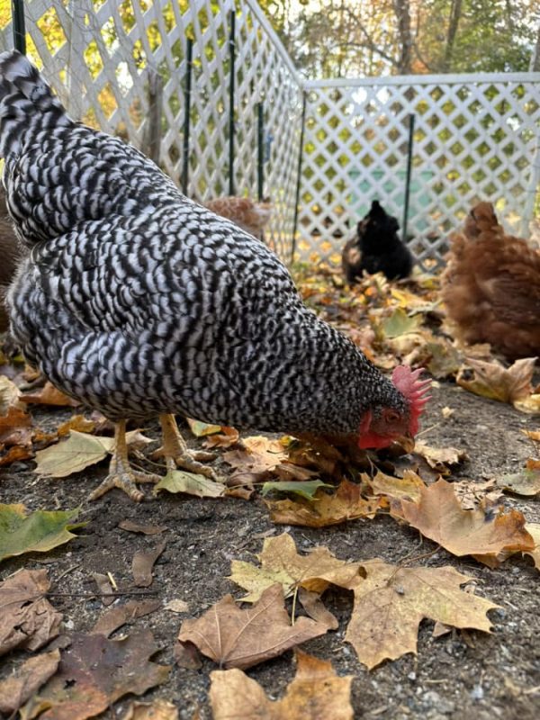 Barred Plymouth Rock - Koops Coops