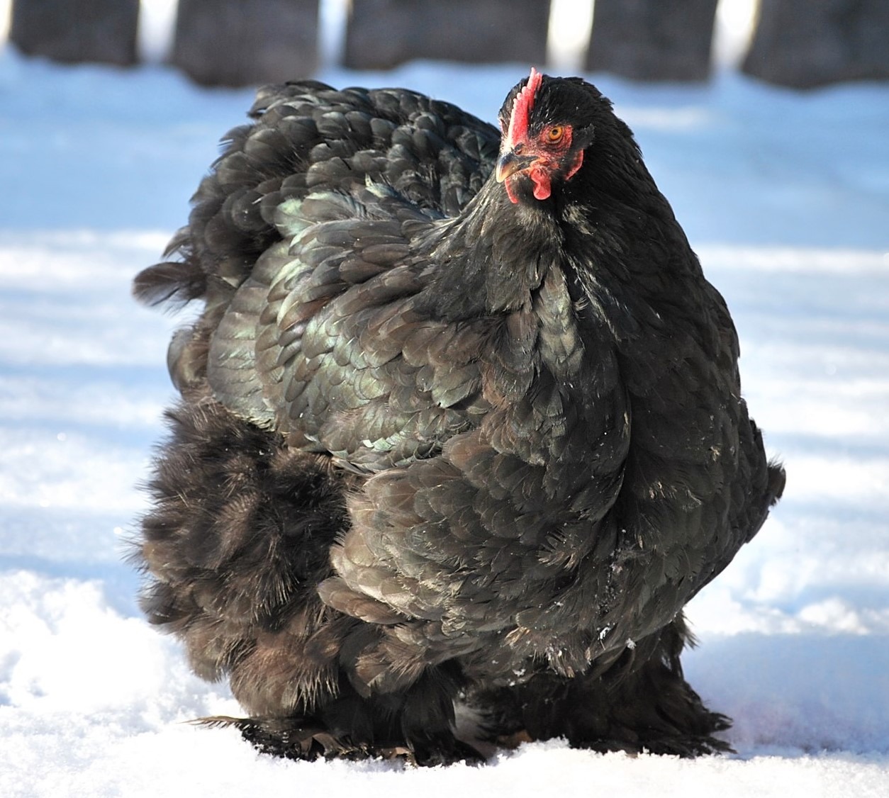 Giant Cochins - Koops Coops