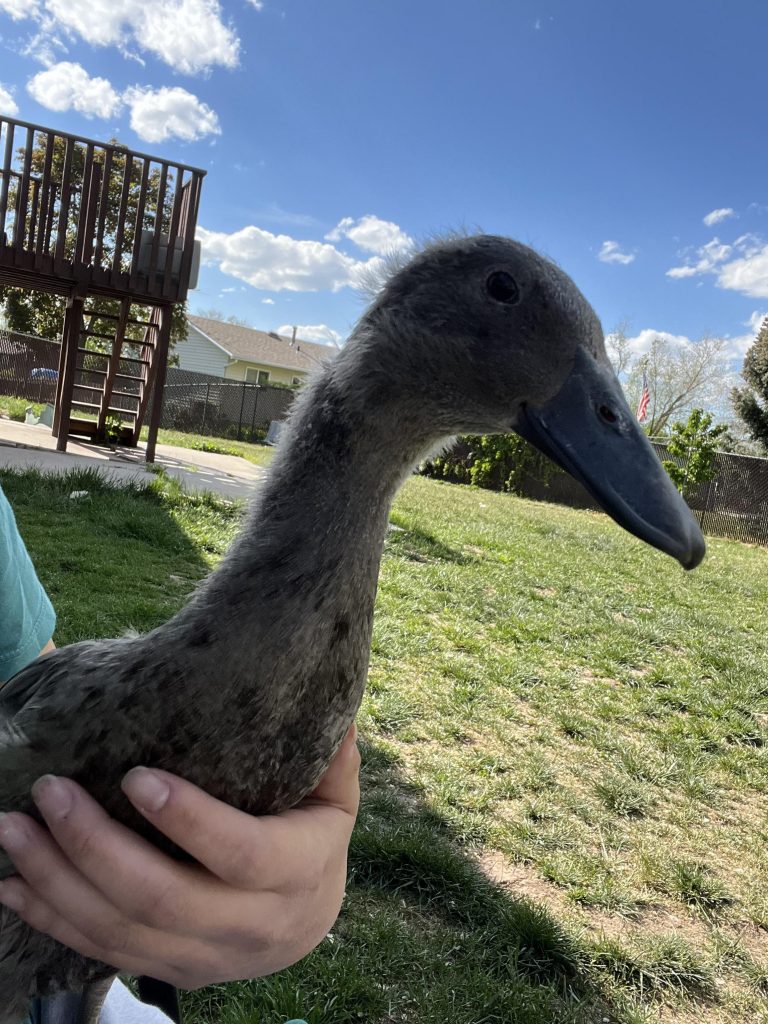 Blue Runner Duckling - Koops Coops