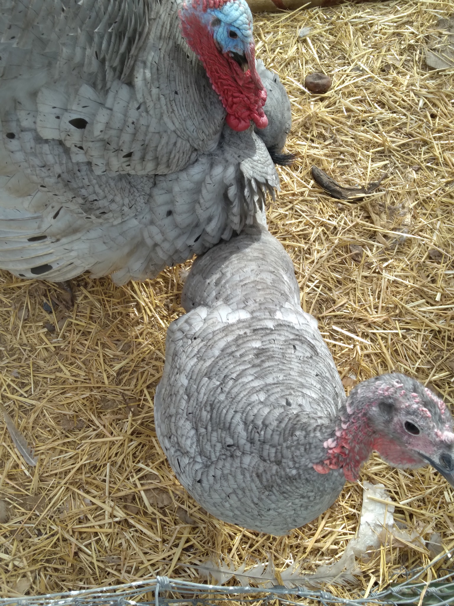 Blue Slate Turkey