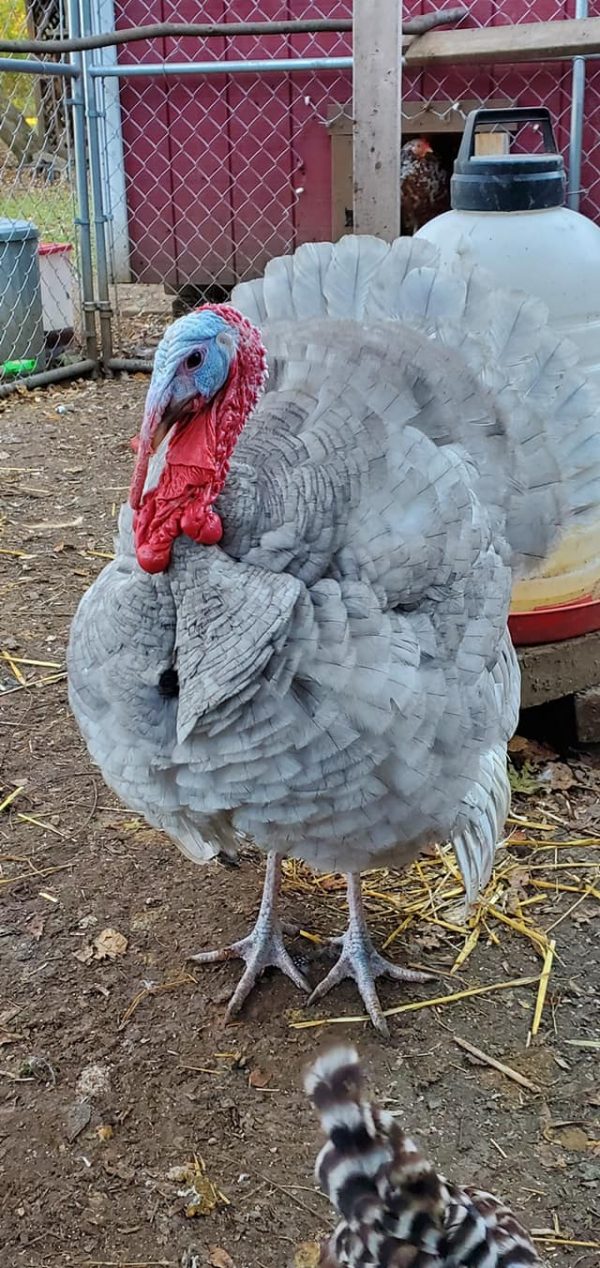 Blue Slate Turkey - Koops Coops