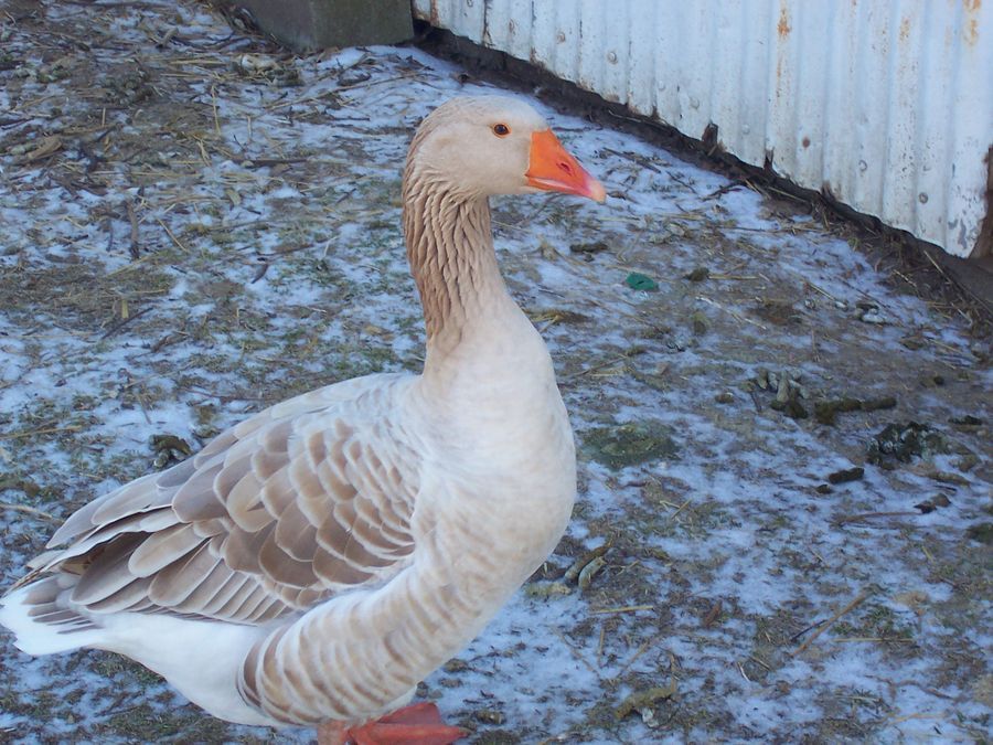American Buff Goose - Koops Coops