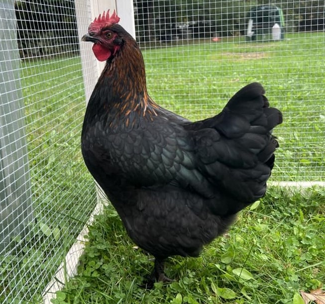 Black Copper Maran Chickens