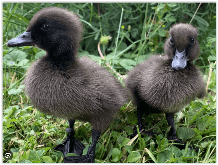 Cayuga Duck - Koops Coops