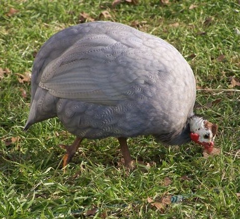 Coral Blue Guineas - Koops Coops