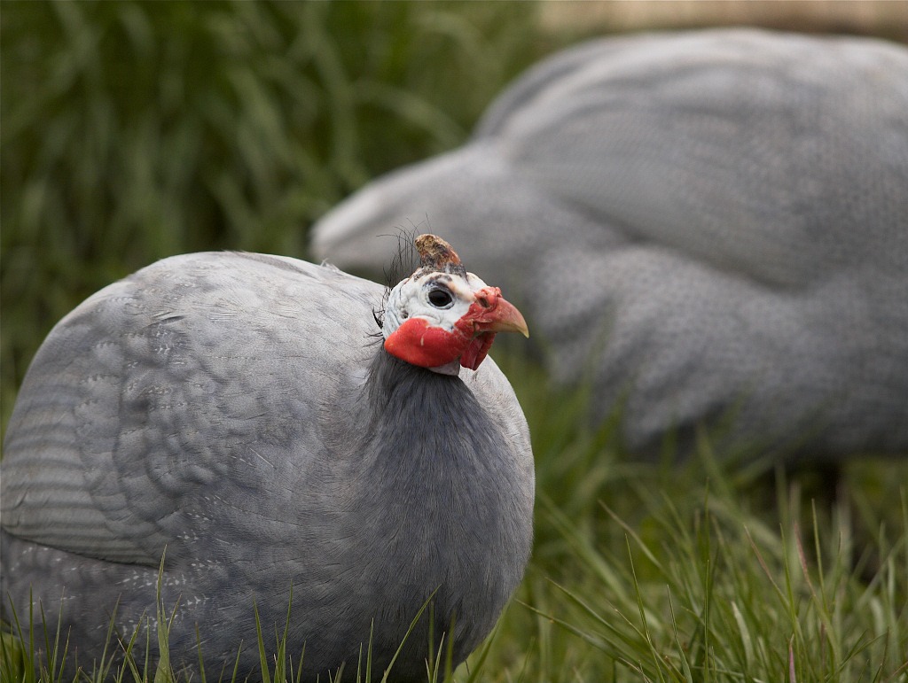 Coral Blue Guineas - Koops Coops