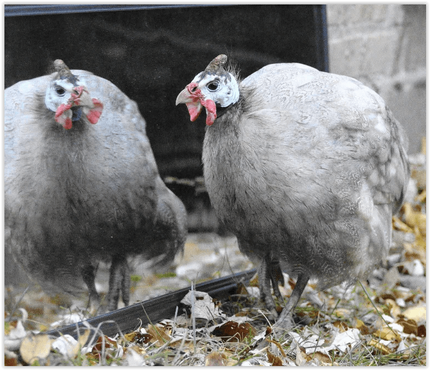 Coral Blue Guineas - Koops Coops