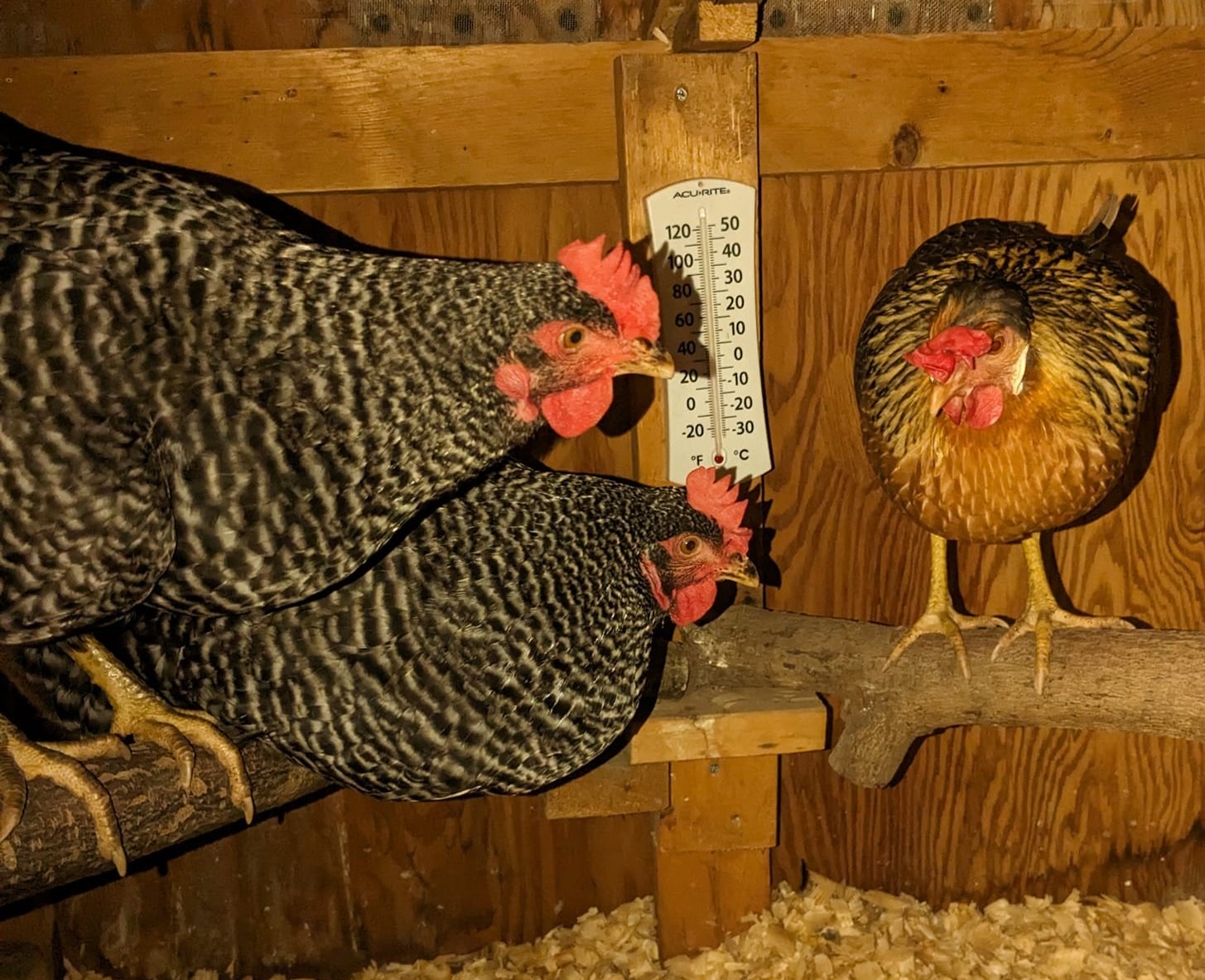 Barred Plymouth Rock - Koops Coops