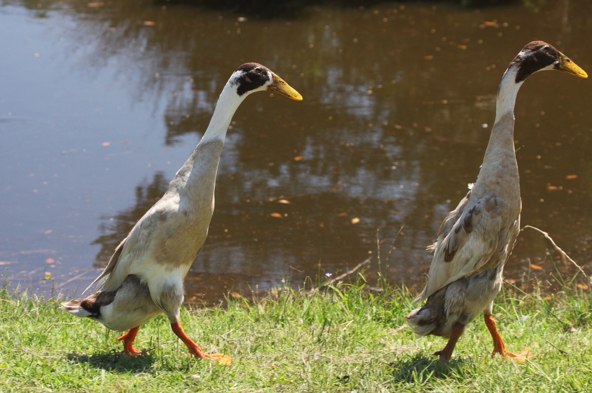 Fawn & White Runner Duckling - Koops Coops