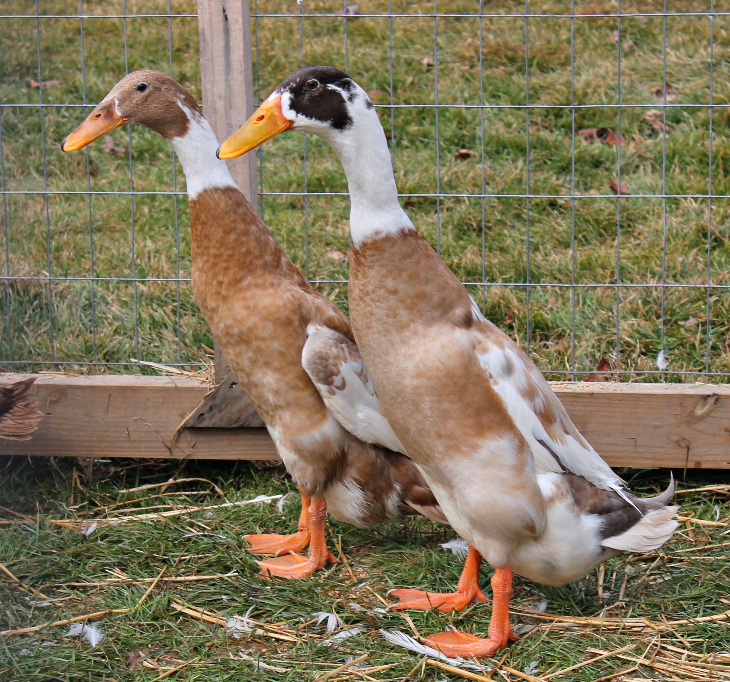 Fawn & White Runner Duckling - Koops Coops