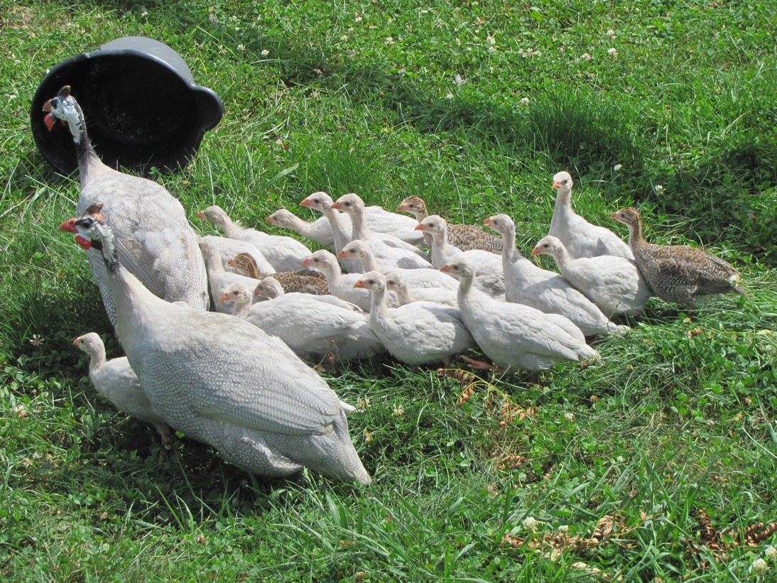 Lavender Guineas - Koops Coops