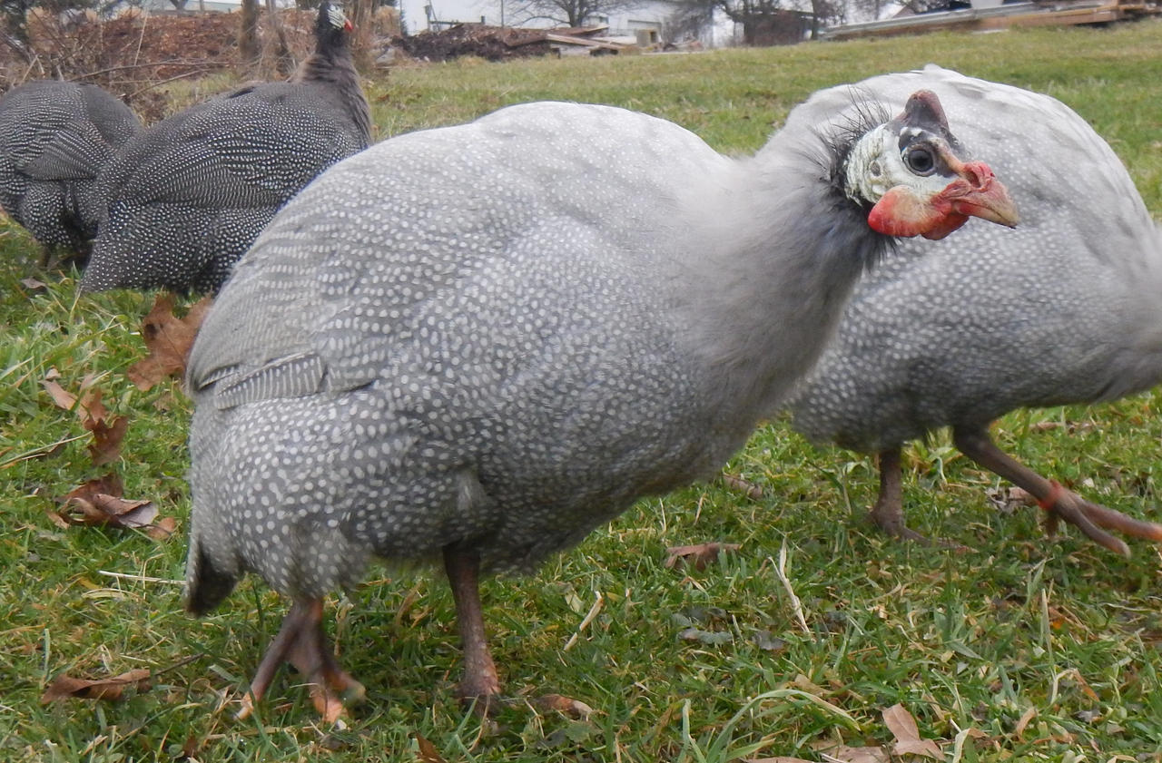 Lavender Guineas - Koops Coops