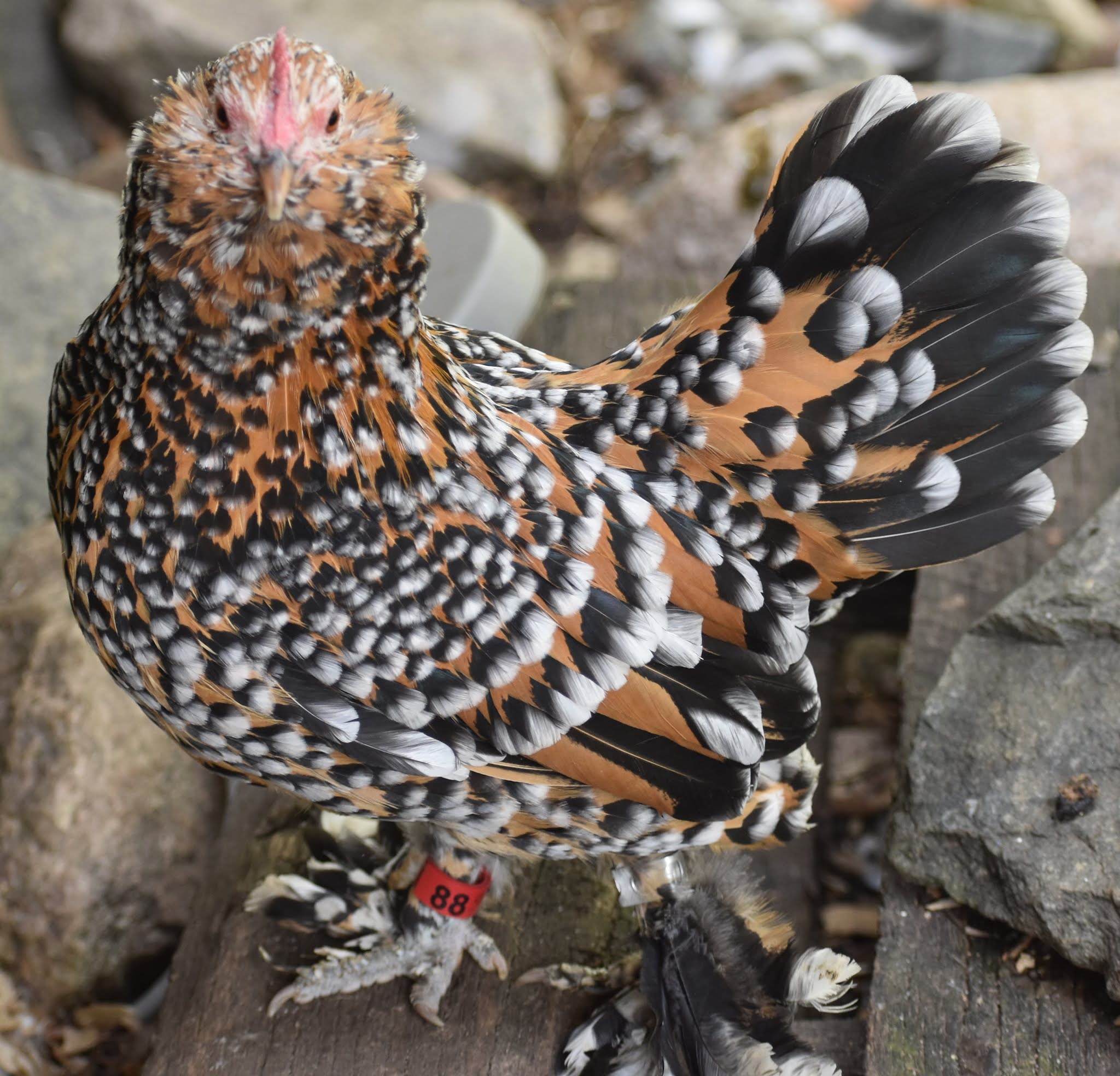 Mille Fleur D'uccle Bantam Chicks - Koops Coops