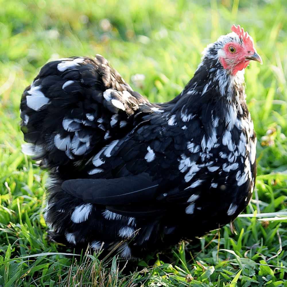 Assorted Cochin Bantam Chicks - Koops Coops