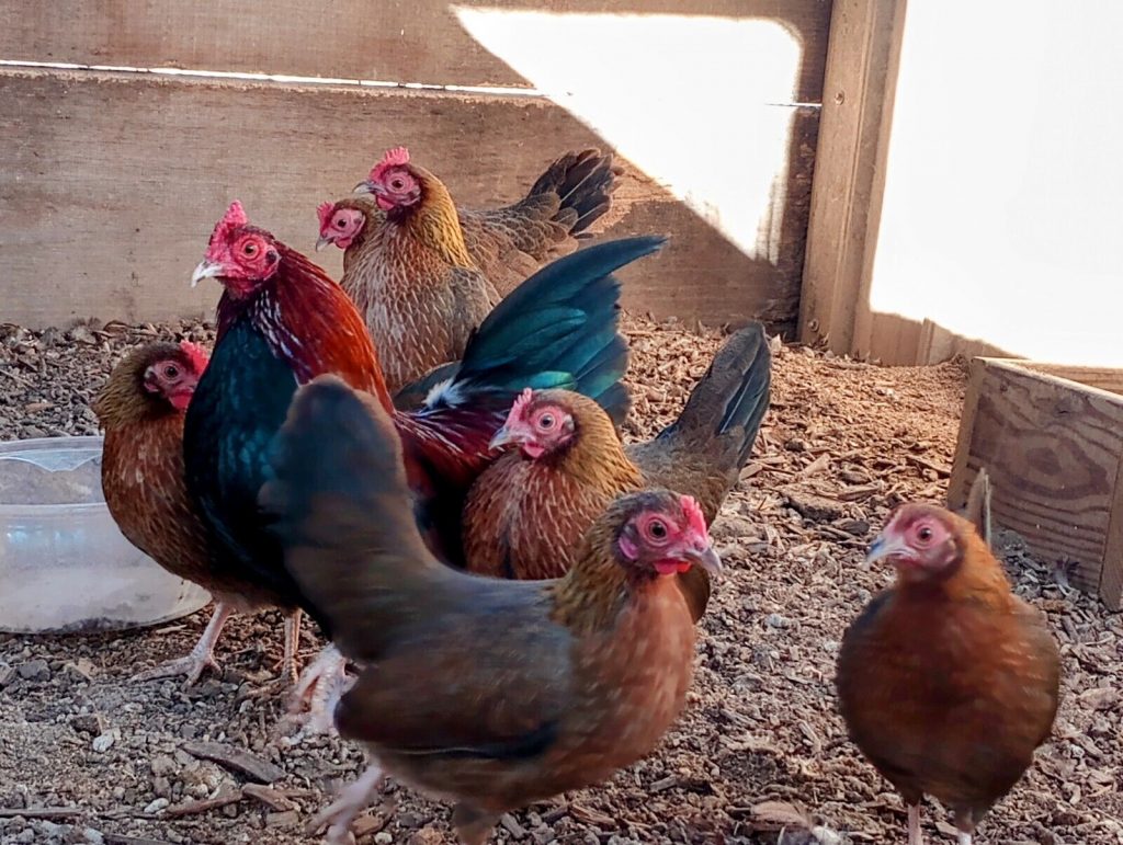 Assorted Old English Game Bantam Chicks - Koops Coops
