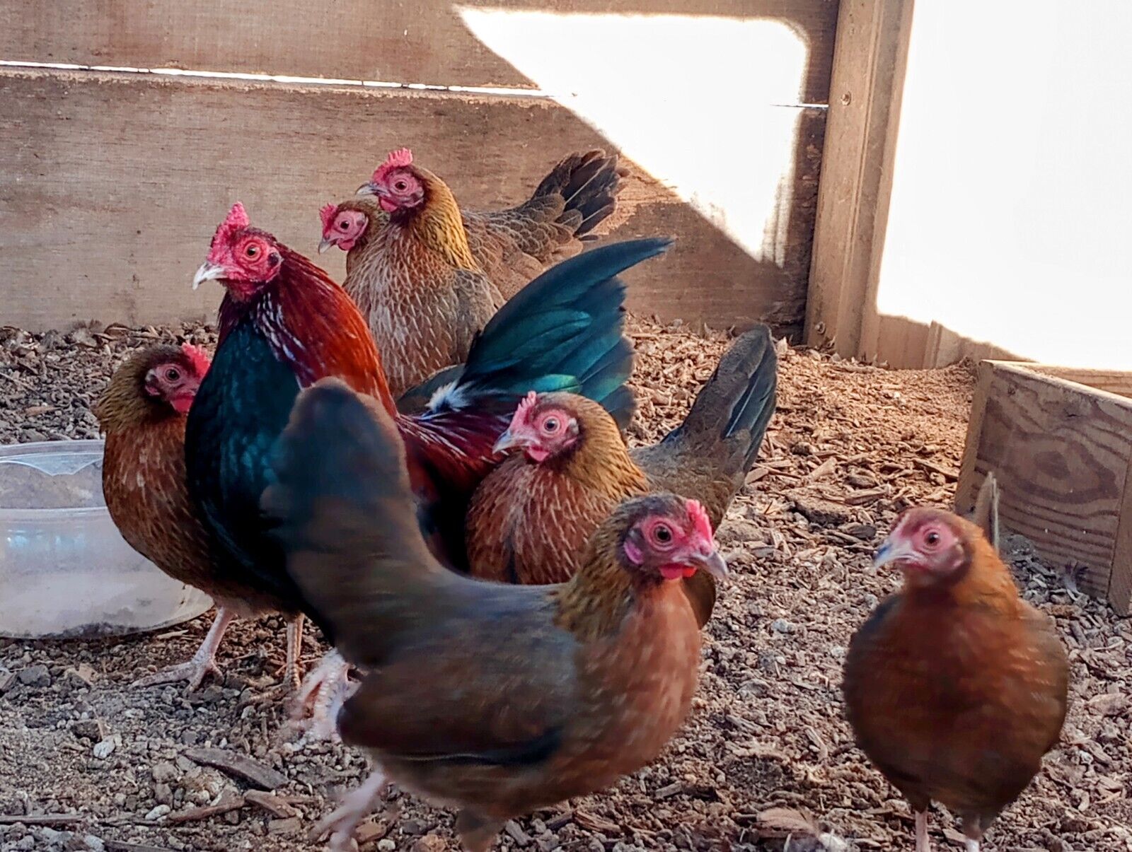 Assorted Old English Game Bantam Chicks - Koops Coops