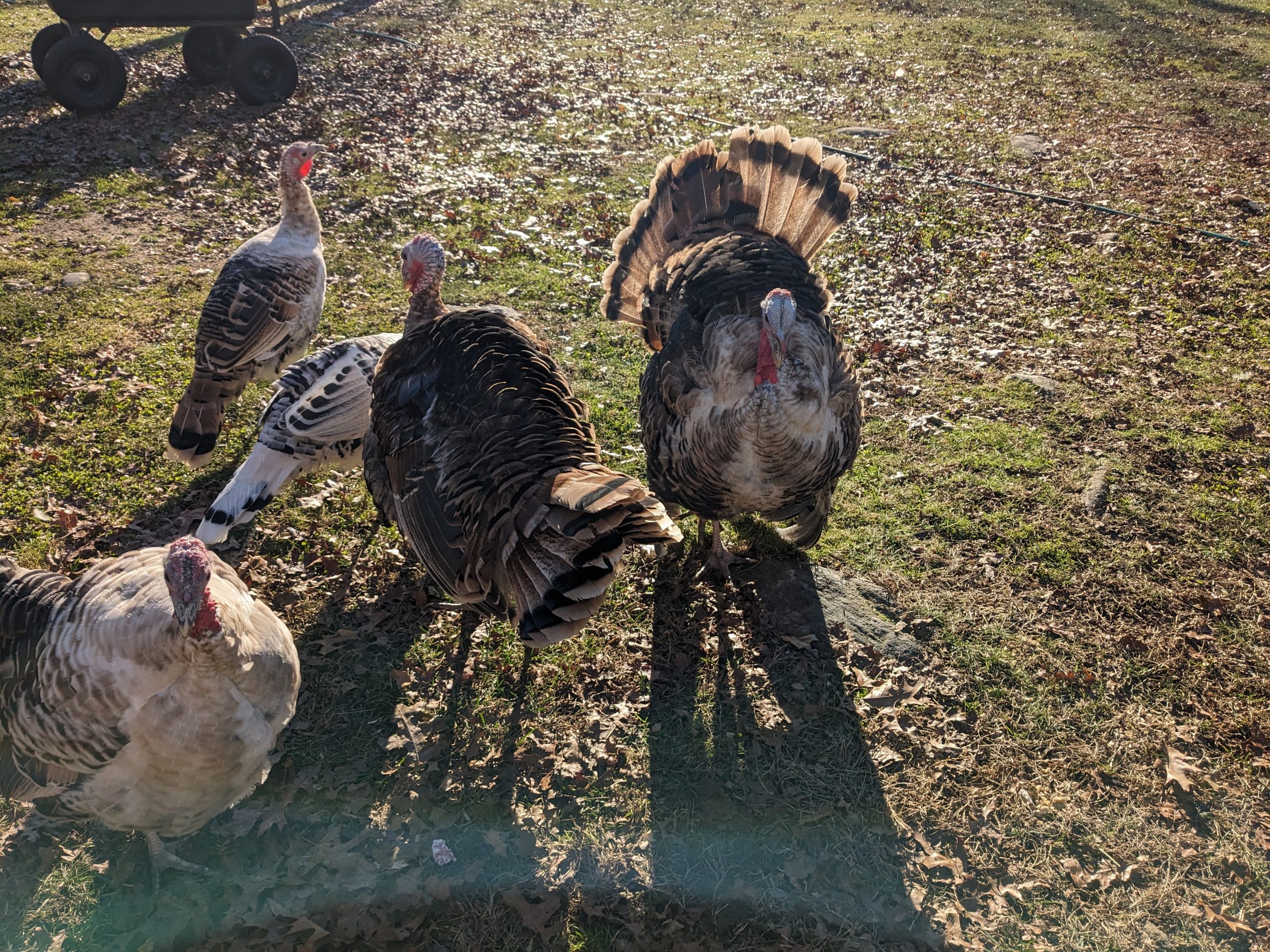 Sweetgrass Turkey - Koops Coops