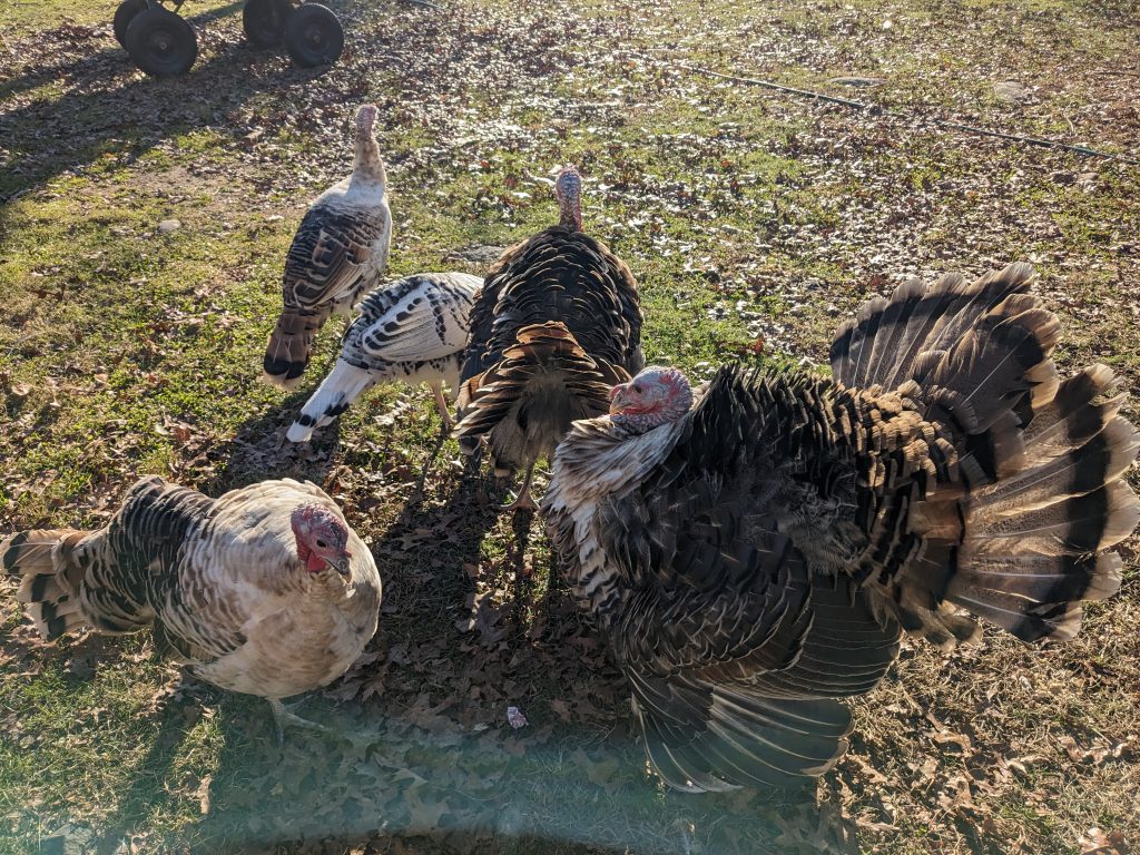 Sweetgrass Turkey - Koops Coops