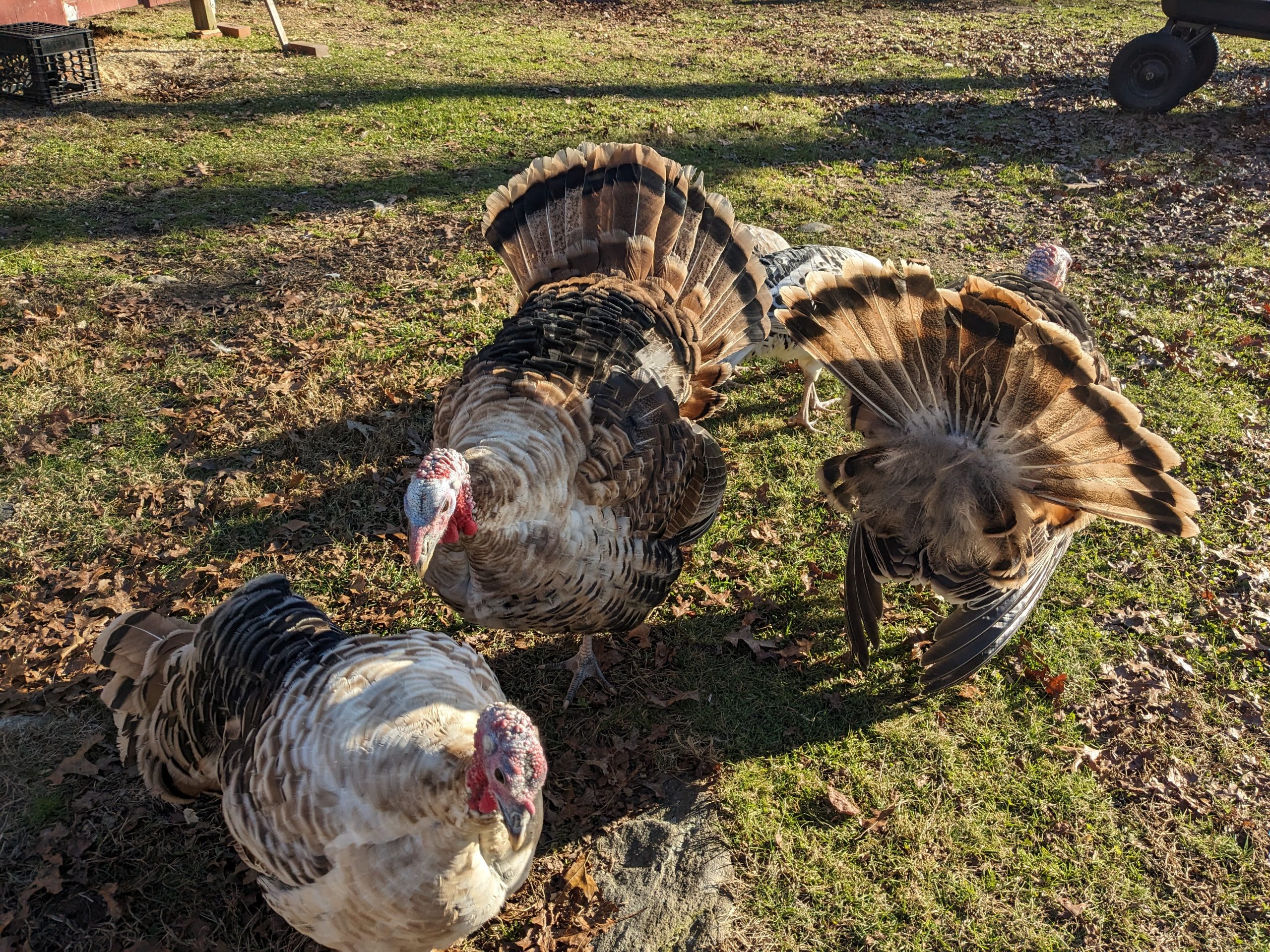 Sweetgrass Turkey - Koops Coops