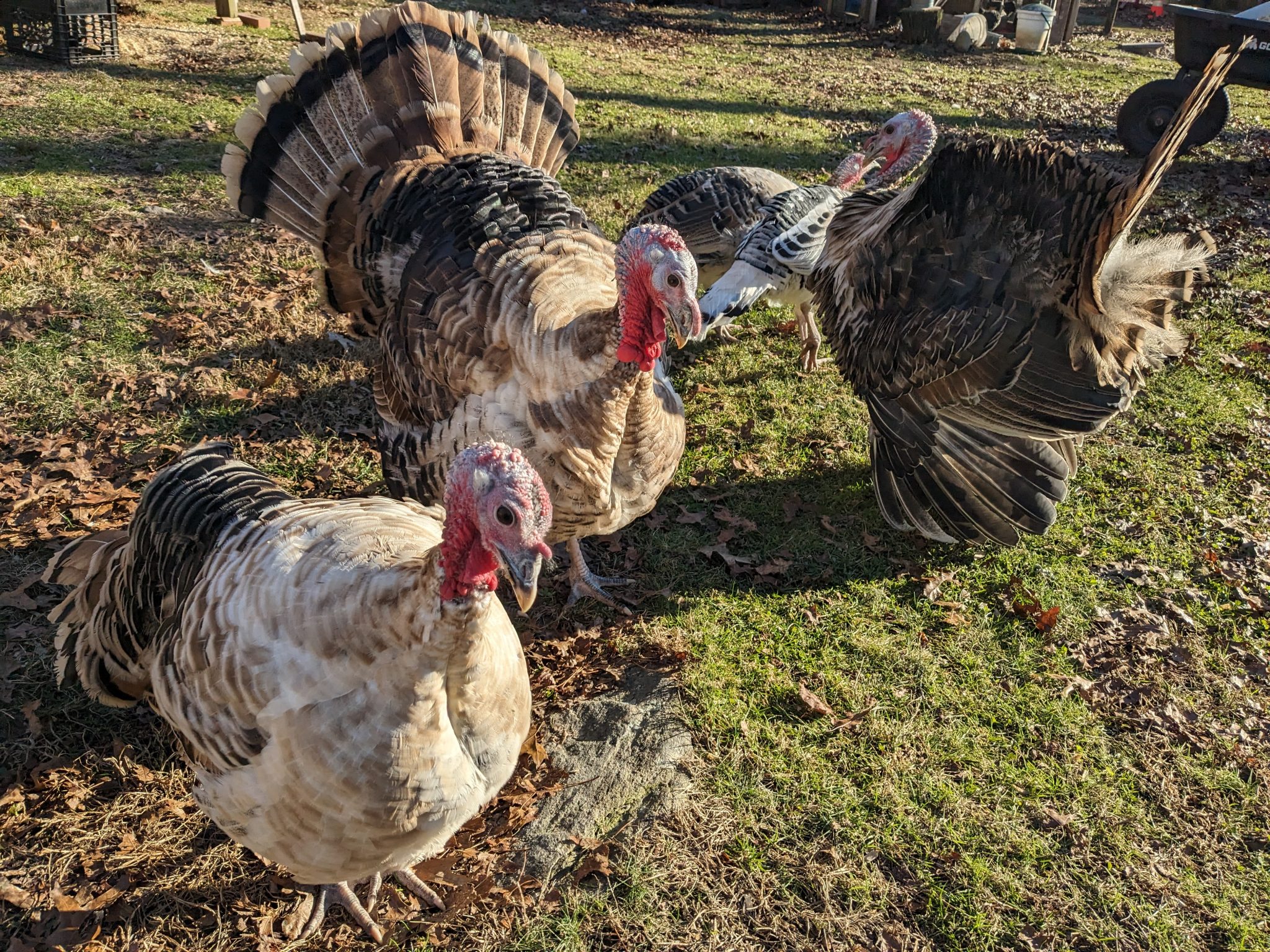 Sweetgrass Turkey - Koops Coops