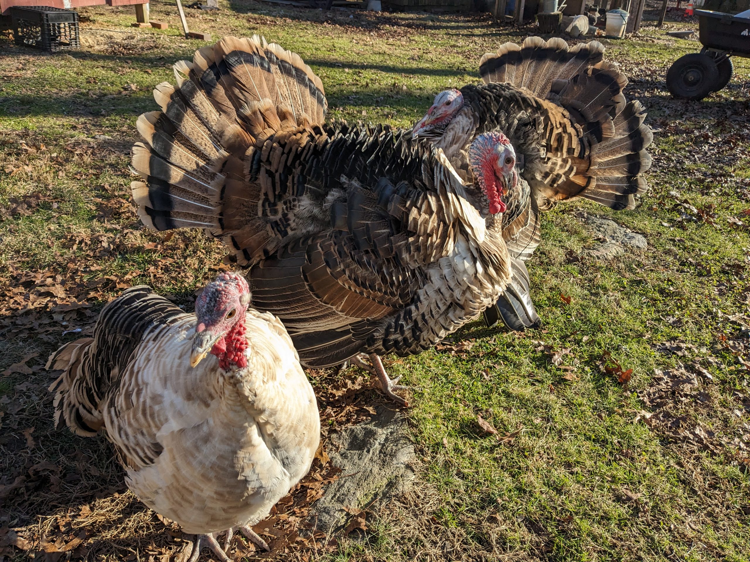 Sweetgrass Turkey - Koops Coops