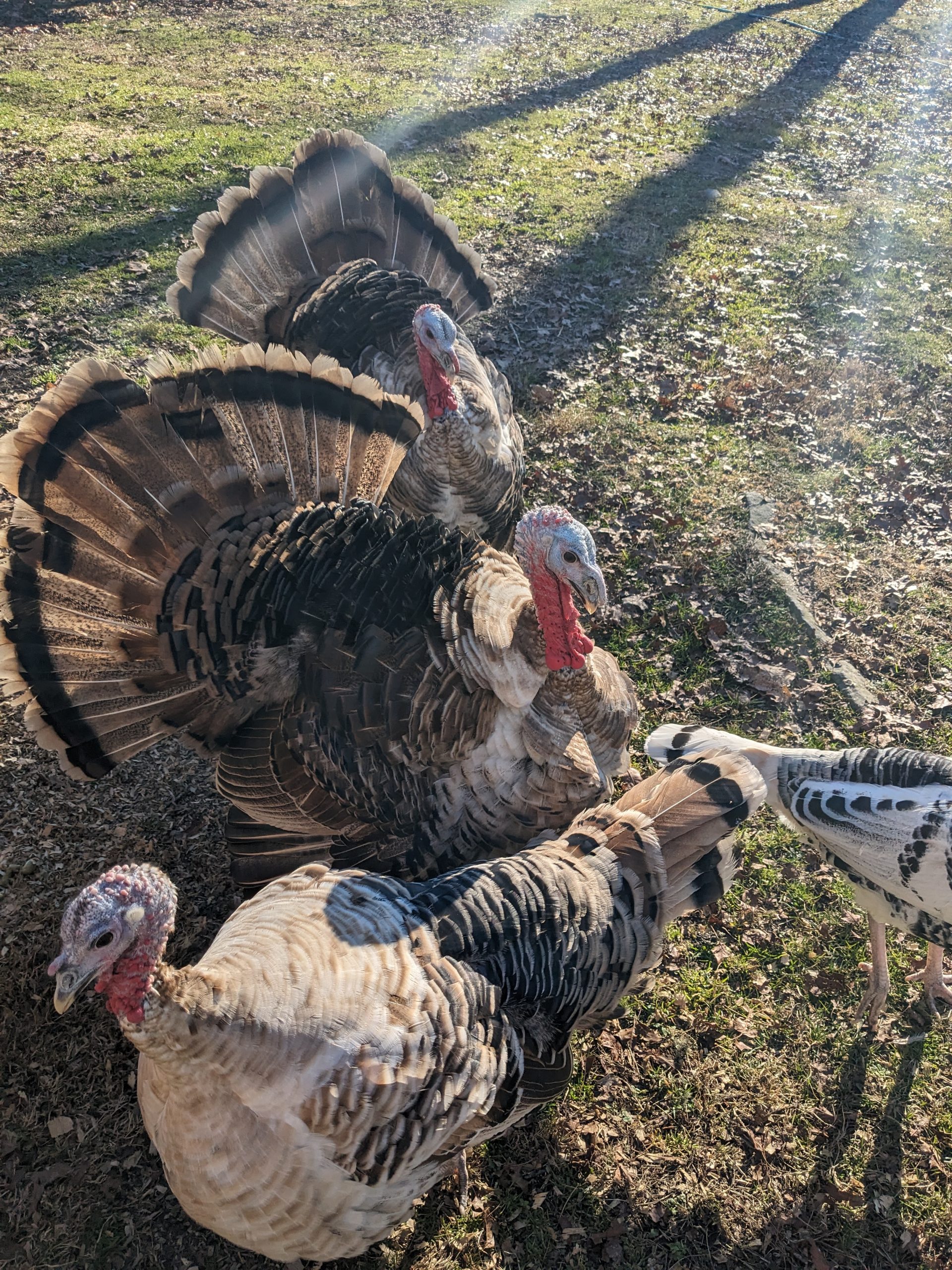 Sweetgrass Turkey - Koops Coops