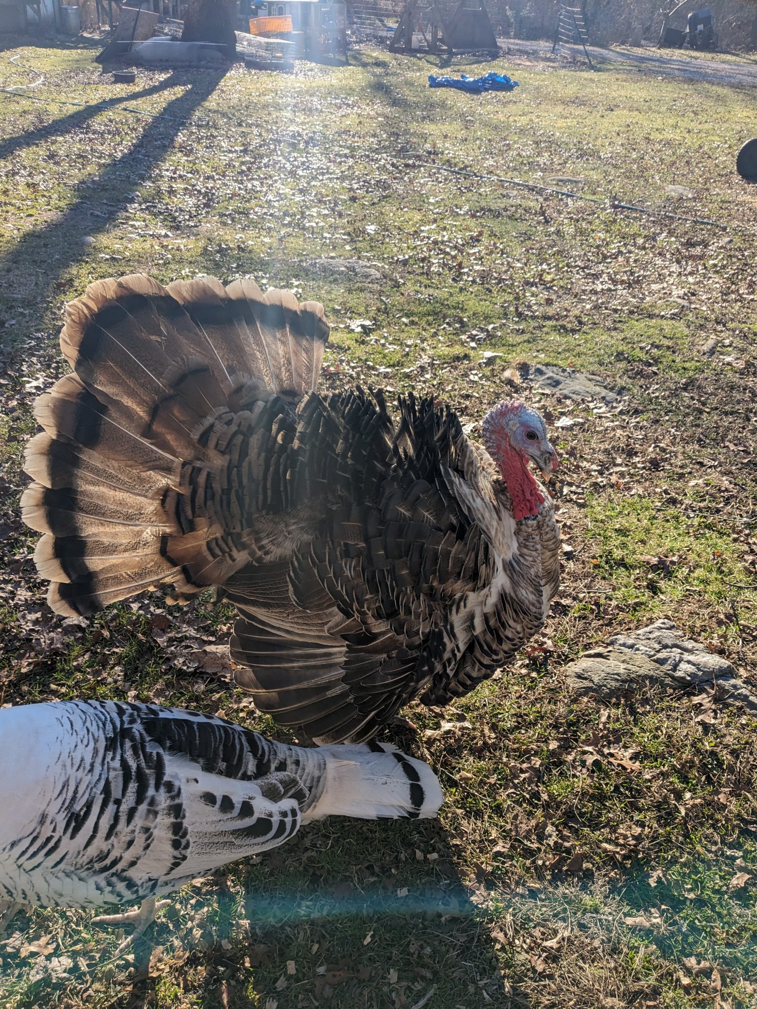 Sweetgrass Turkey - Koops Coops
